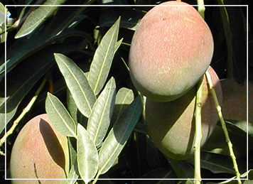 Our Mangos - Martex Farms