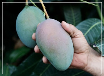 Our Mangos - Martex Farms